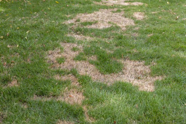 How to Identify & Treat Different Types of Lawn Disease
